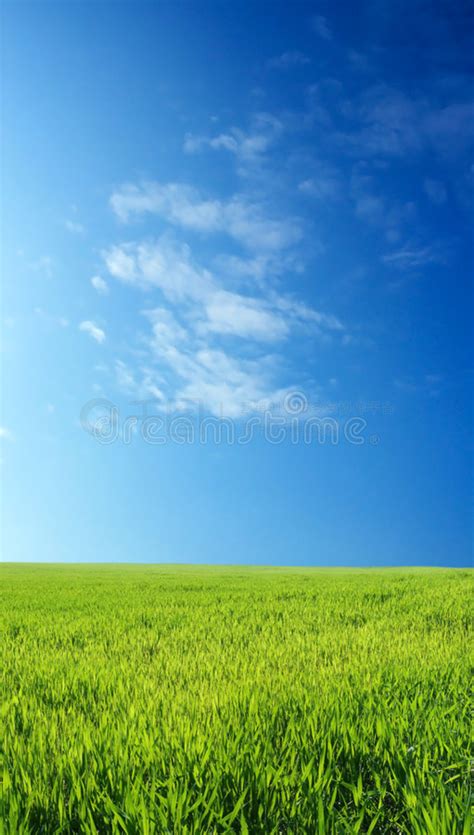 白色高清图片 蓝天麦田 蓝天麦田图片免费下载 5151569696 千图网pro