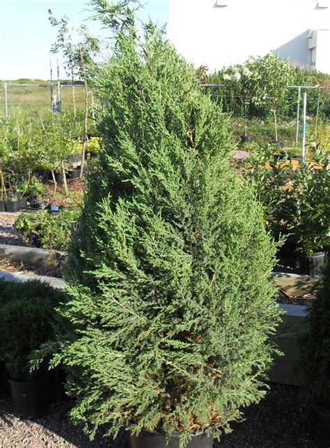 Juniperus Chinensis Mountbatten Juniperus Chinensis Mountbatten Form