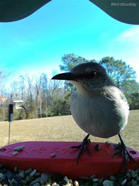 Ive Gotten Nothing But Mockingbird Shots Ever Since This Asshole Discovered The Feeder He
