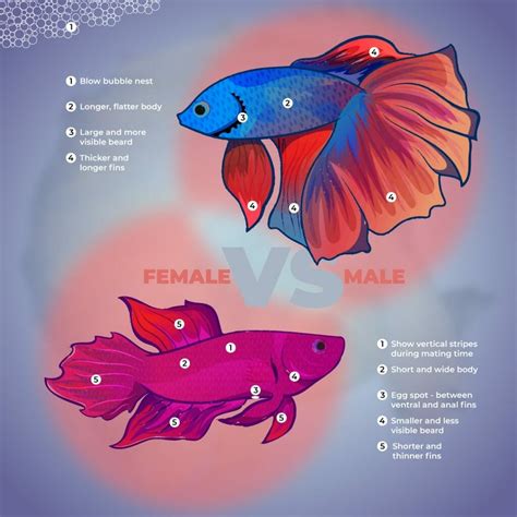 Betta Fish Anatomy Explained Inside And Out Body Parts And What They