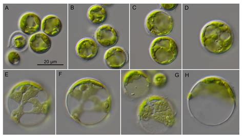 Unicellular Green Algae