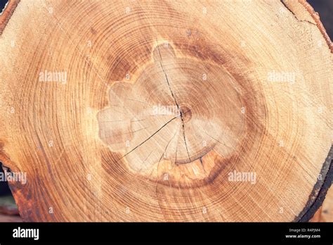 One Textured Cut Of Tree Stock Photo Alamy