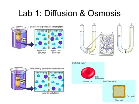 PPT Lab 1 Diffusion Osmosis PowerPoint Presentation Free Download ID 1162149