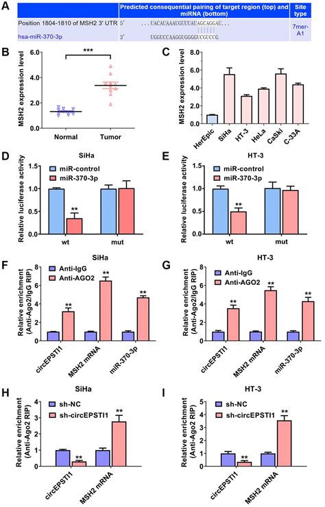 Circepsti1 Promotes Tumor Progression And Cisplatin Resistance Via