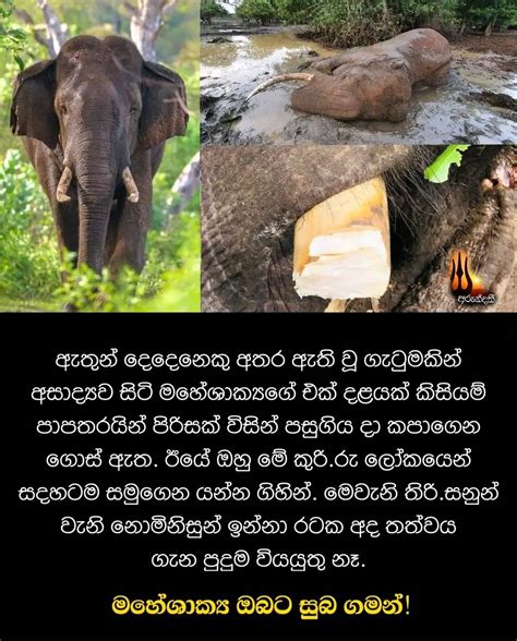 නිවන් සුව ලැබේවා කියා ප්‍රාර්ථනා කරමු බුදුදහමයි අපේකමයි Facebook