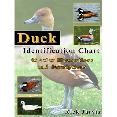 Image Duck Identification Chart Full Colour Illustrations And