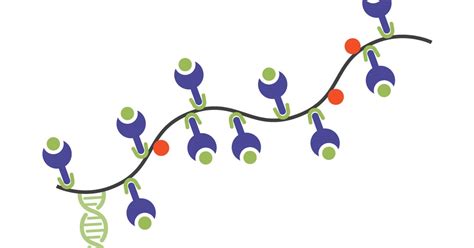 U Load Dcode Dextramer® Immudex