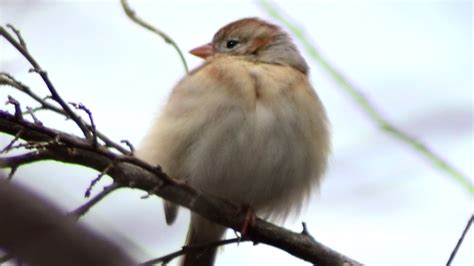 Field Sparrow Chirping Call Sound Sitting On Branch Youtube