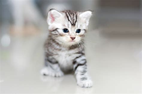 귀여운 칠레식 쇼트헤어고양이 고양이 새끼 복사 공간이 고양이 새끼에 대한 스톡 사진 및 기타 이미지 고양이 새끼 고양잇과