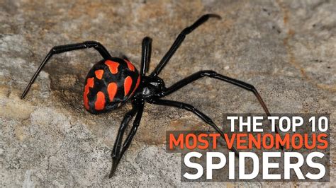The Number One Deadliest Spider