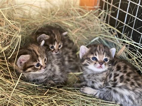 Cats Enrichment At Home And In The Wild Iaabc Foundation Journal
