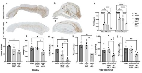 Transplantation Of Wt Hspcs Led To The Decrease Of Aβ Plaque