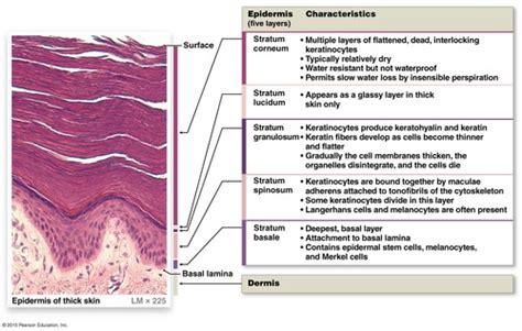 Chapter Integumentary System Flashcards Quizlet