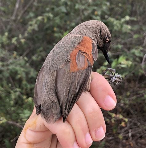 Ml616455172 Red Shouldered Spinetail Macaulay Library