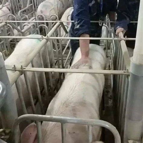 母猪发情表现有那些？如何检测？检查进行时间
