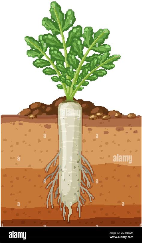 Daikon Plant With Root System Illustration Stock Vector Image And Art Alamy
