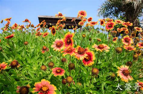 天人菊花語澎湖行旅 3 大榮哥 的部落格 初攝龔園 udn部落格