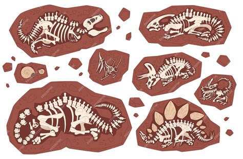 premium vector layer of earth with fossil bones archaeological
