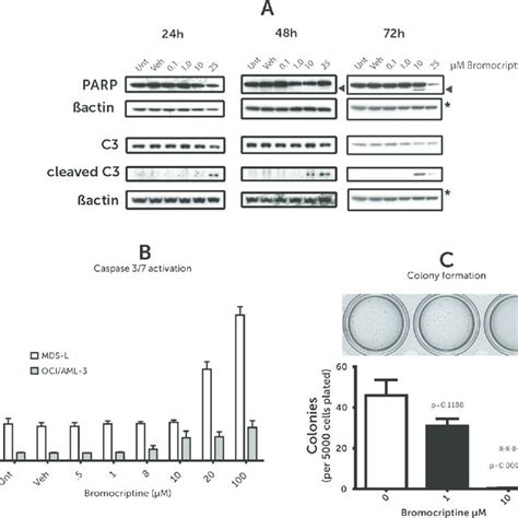A Caspaseparp Cleavage B Caspase Activity Assay C Download Scientific Diagram