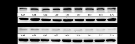 Western Blot Analysis Of Dnmt1 And Dnmt3b In Hcec Tnf30 And Con30 For