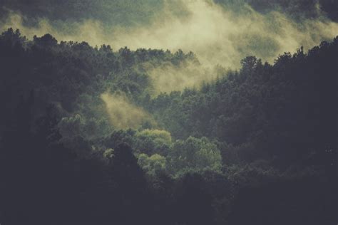 Sunlight Trees Landscape Forest Nature Reflection Sky Green