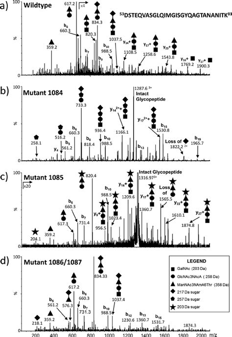 nano lc ms ms analysis of the flab2 tryptic glycopeptide t 53 Ϫ 81
