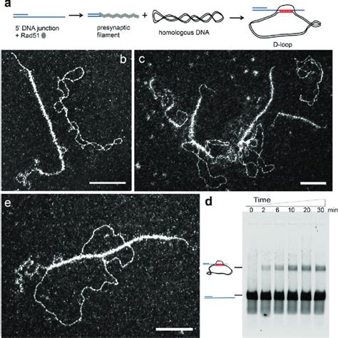 D Loop Assay Followed By Tem In Dark Field Mode Using Direct Adsorption D Loop Assay Followed By Tem In Dark Field Mode Using Direct Adsorption