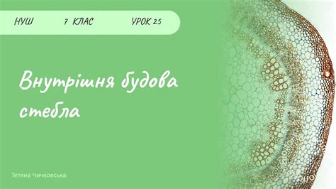 Внутрішня будова стебла Youtube