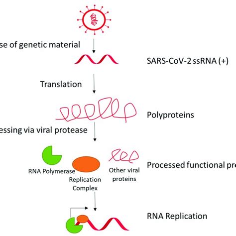 Sars Cov 2 Replication And Viral Protein Translation Sars Cov 2 Has