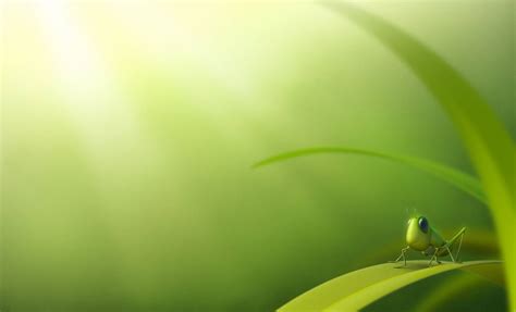 Top 999 Grasshopper Wallpapers Full Hd 4k Free To Use