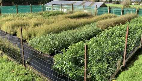 Help Waihi — Kaimai Mamaku Restoration Project