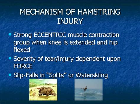 Hamstring Avulsion Repair Rehabilitation Ppt