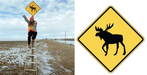 Moose Crossing Road