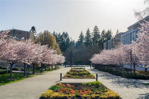 브리티시 컬럼비아 대학교 Ubc 캠퍼스 벚꽃 프리미엄 사진