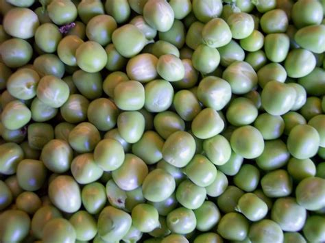 Peas Plant Care And Collection Of Varieties Garden Org