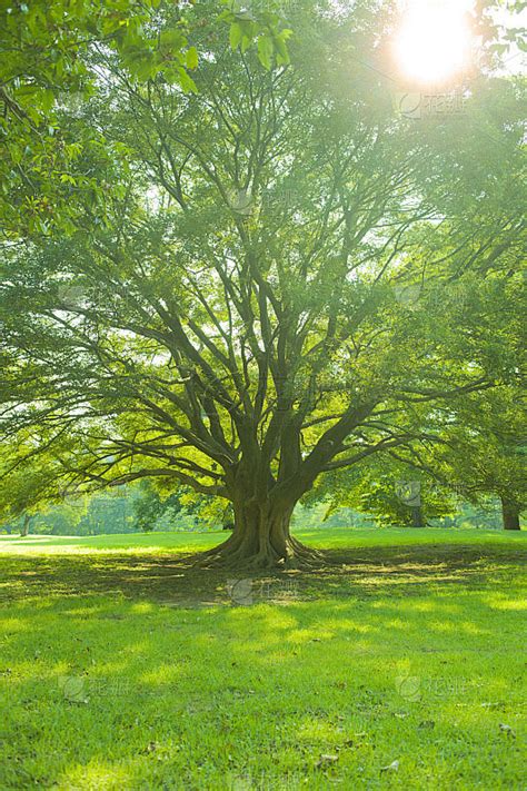 早晨公园里的一棵大树