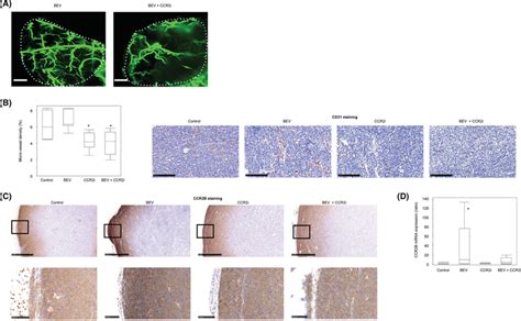 Combination Therapy With Bev And A High‐dose Ccr2i Suppressed Tumor