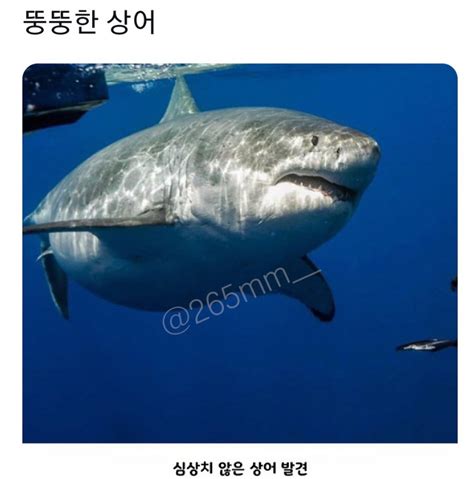 뚱뚱한 상어