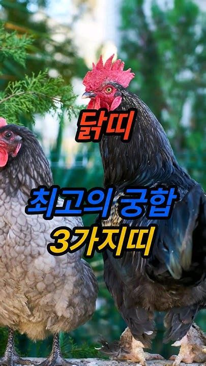 닭띠 최고 최악의 궁합 3가지띠 닭띠 궁합 3가지 Youtube