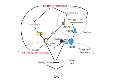 Schematic Representation Of The Signalling Pathways Download