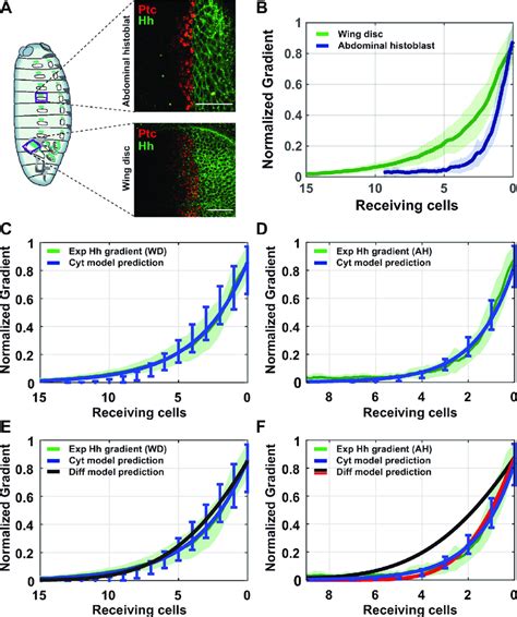 Experimental And Simulated Hh Gradients In Drosophila Tissues A Download Scientific Diagram