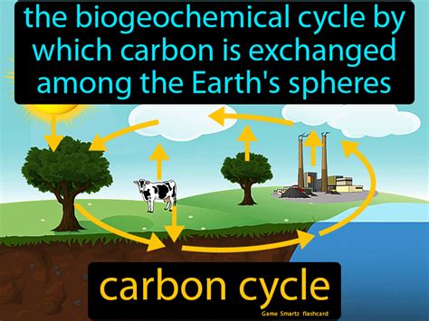 Carbon Cycle Definition And Image Gamesmartz