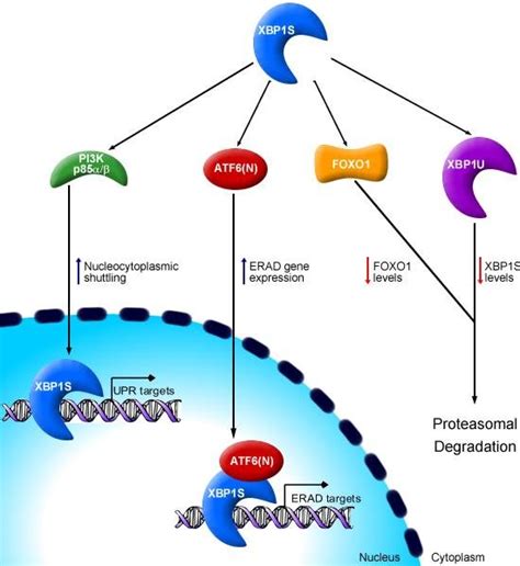 Binding Partners Of Xbp1 Proteins The Transcriptional Activity Of