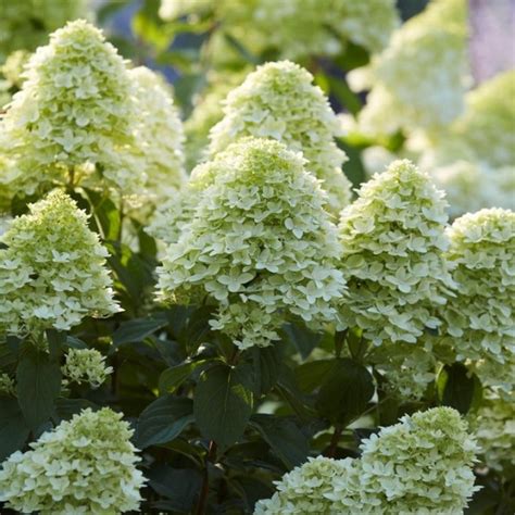 Hydrangea Shrubs For Sale UK Buy Hydrangea Plants Online UK