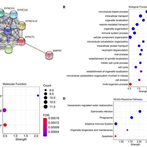 Figure E Ppi Network And Functional Annotation Of Dynltt A Ppi Download Scientific Diagram
