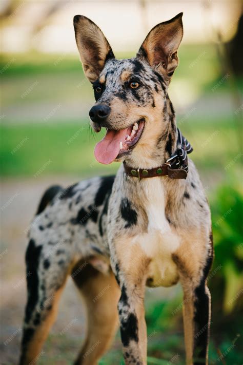 Catahoula Mix