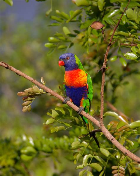 Free Images Tree Branch Wildlife Wild Beak Colourful Fauna