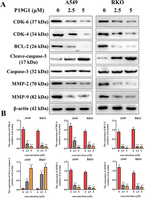 Alterations In The Expression Of Proteins Associated With Download