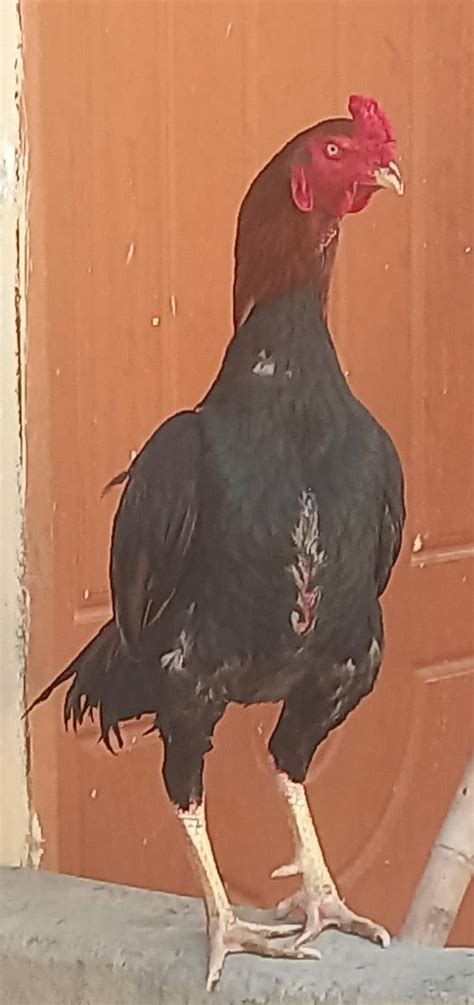 Aseel Patha Hens 1108526230