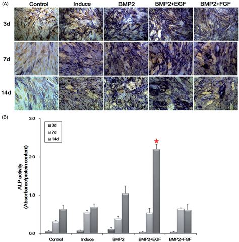 Alp Staining And Alp Activity Of Bmscs A Alp Staining Download